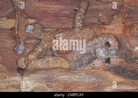 Small invertebrates living under the bark of dead pine trees, including ...