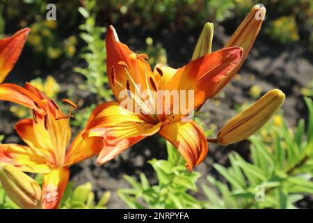 'Cancun' Lily flower Lilium Stock Photo - Alamy