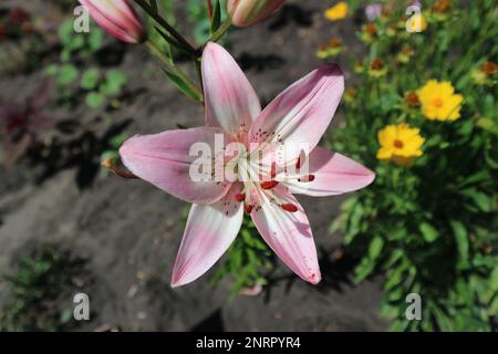 Asiatic hybrids lilium 'Rosella's Dream' pink-white flowers and buds ...