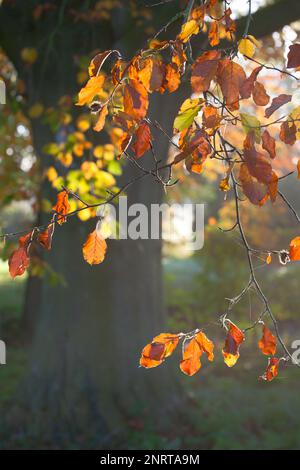 colours of autumn in Norfolk Stock Photo - Alamy