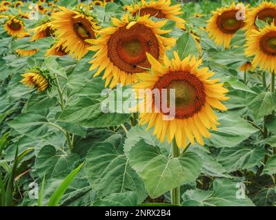 chain with sunflower in the summer. in Maramures county, Romania Stock ...
