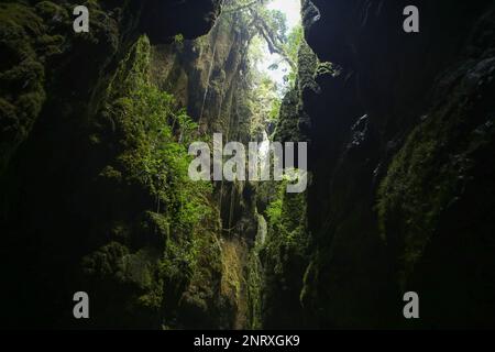 The trees and the natural environment of Bosques de Pandora in El Peñón ...