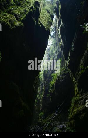 The trees and the natural environment of Bosques de Pandora in El Peñón ...