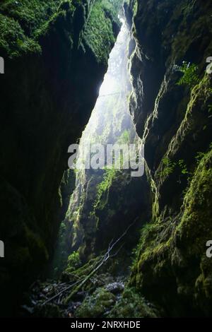 The trees and the natural environment of Bosques de Pandora in El Peñón ...