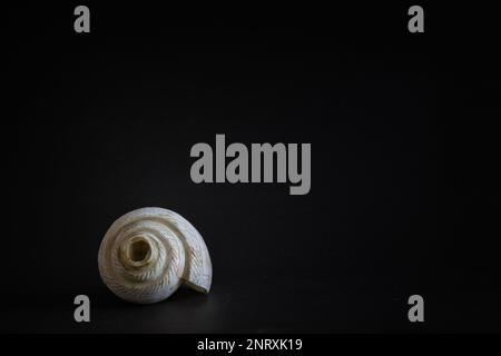 conch shell as pooja essentials for rituals during hindu religious ...