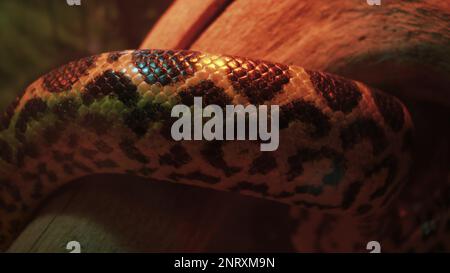 A large reticulated python crawls along the branches of a tree. 4k ...