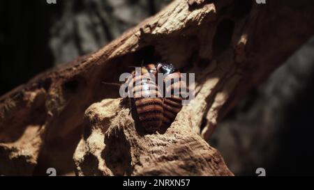 Madagascar cockroaches in a zoo aquarium. The biggest cockroach in the ...