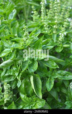 Basil grows in open ground in the garden Stock Photo - Alamy