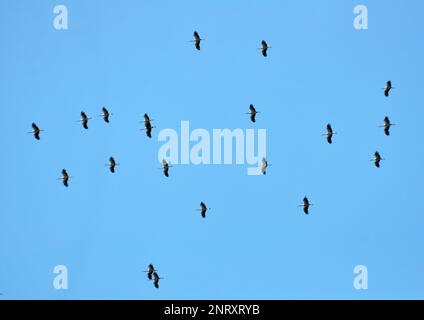 In the air, white storks gather in a flock before migration Stock Photo ...