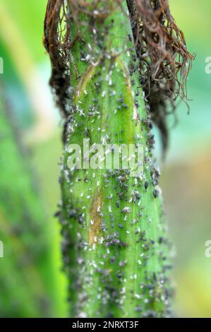 CORN LEAF APHID (APHIS MAIDIS; RHOPALOSIPHUM MAIDIS) ON CORN PLANT ...