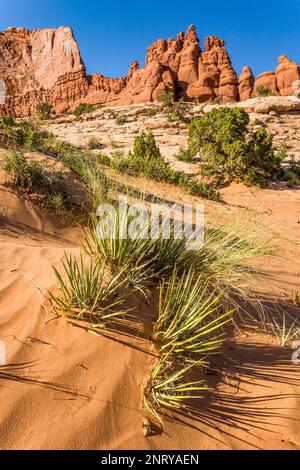 Yucca plants in front of the Entrada sandstone Double Arch in the ...