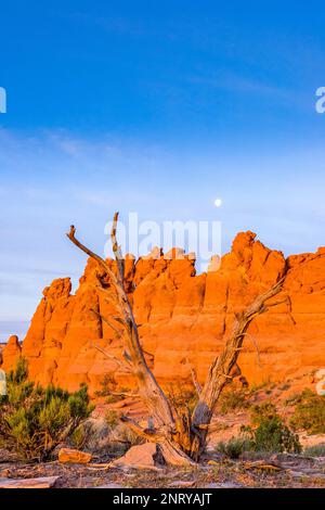 Setting moon by the Entrada sandstone formations of the Navajo Rocks ...