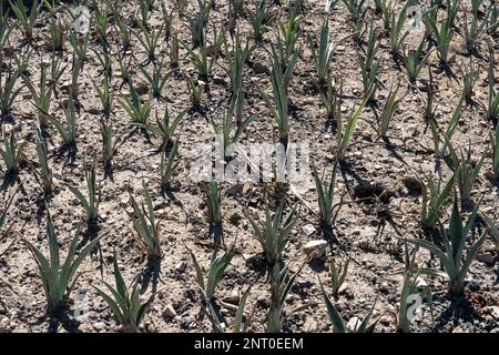 Field of Espadin agave, Agave angustafolia, for the production of ...