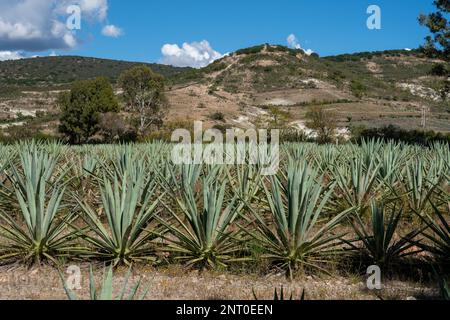 Field of Espadin agave, Agave angustafolia, for the production of ...