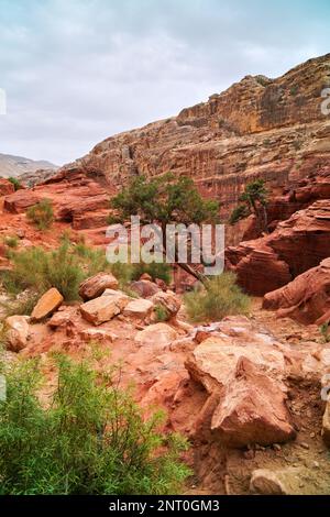 Ginger rocks, green spring plants and trees in Wadi Rum desert, Jordan ...