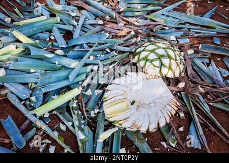 Harvesting Agave. Agave divided into two, plantation of blue Agave in ...