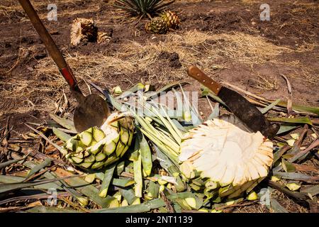 Jimador, jimando, Harvesting Agave (Jima).plantation of blue Agave in ...
