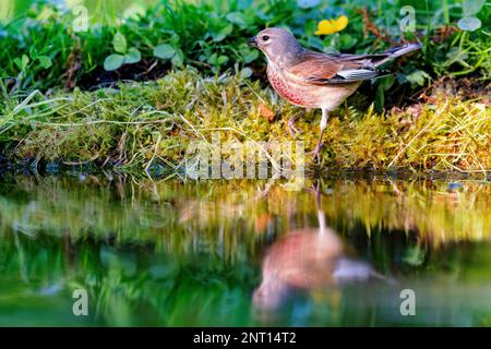Common linnet - Linaria cannabina. Linnet sitting on a branch in a ...