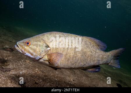 Smallmouth Bass full body view facing right Stock Photo - Alamy