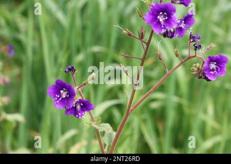 Purple flowering scorpioid cyme inflorescences of Phacelia Parryi ...