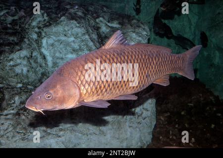 Common Carp full body view looking at camera Stock Photo - Alamy
