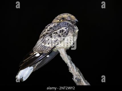Large-tailed Nightjar (Caprimulgus macrurus), Kaeng Krachan, Thailand ...