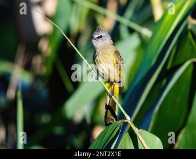 Flavescent Bulbul / Pycnonotus flavescens Stock Photo - Alamy