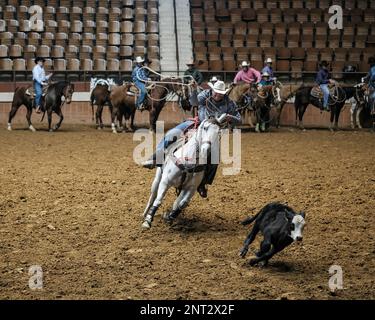 Tie-Down Roping, Calf Roping, Rodeo, Salmon, Idaho Stock Photo - Alamy