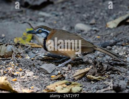 Lesser Necklaced Laughingthrush (Garrulax monileger) adult, standing on ...