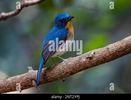A male Indochinese Blue Flycatcher (Cyornis sumatrensis) coming to ...