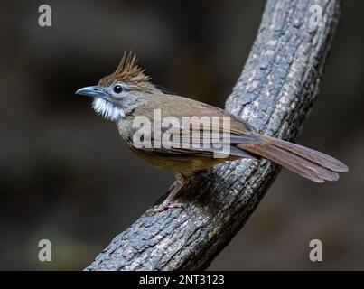 Ochraceous Bulbul bird (Alophoixus ochraceus) in forest Thailand Stock ...