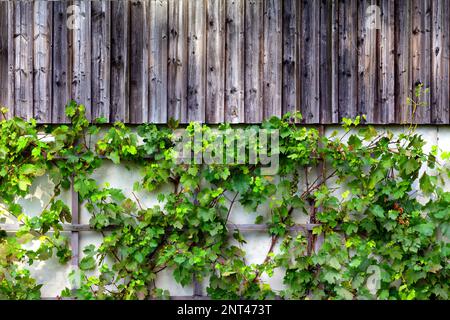 Wild vines growing on old farm building Stock Photo - Alamy