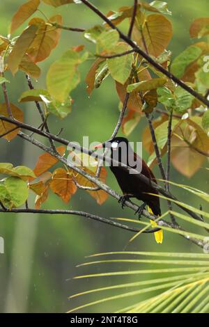 Montezuma oropendola bird in the forest tree canopy in the Nicaragua ...