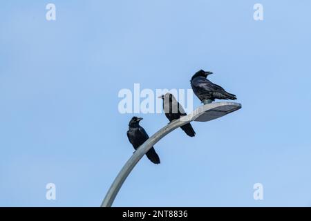 Two ravens perched together embracing in cute, family, love themed ...