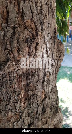 A closeup shot of brown tree trunk bark in the park with blur ...