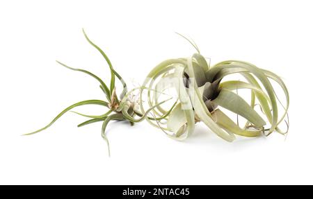 Beautiful tillandsias on white background. Exotic houseplants Stock ...