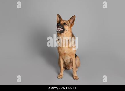 Aggressive German Shepherd dog on city street Stock Photo - Alamy