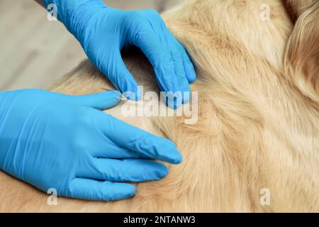 Veterinarian checking dog's skin for ticks, closeup Stock Photo - Alamy