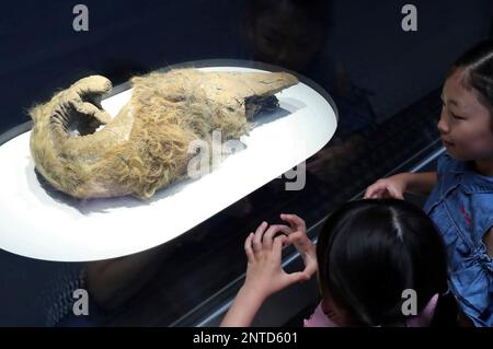 Visitors view the head of a frozen Yukagir Mammoth during a press ...