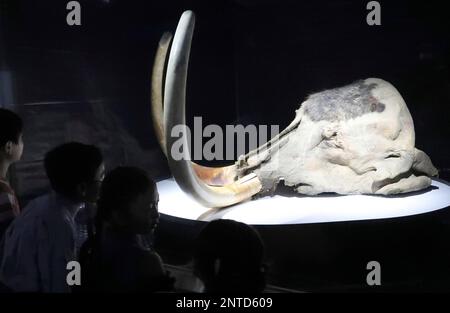 Visitors view the head of a frozen Yukagir Mammoth during a press ...