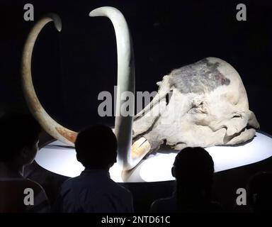 Special Exhibition "The Mammoth"is held at Miraikan - The National ...