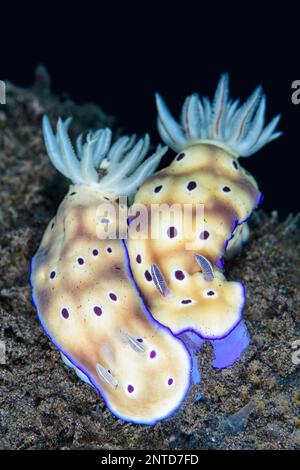 Sea slugs or Nudibranchs, Hypselodoris tryoni, Tulamben, Bali ...