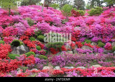 Splendorous azalea-covered hillside in spring Stock Photo - Alamy