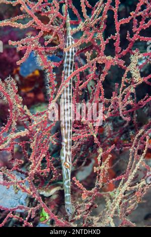 Pacific Trumpetfish (Aulostomus chinensis) Actinopterygii Stock Photo ...