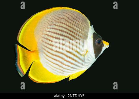 Panda butterflyfish, Chaetodon adiergasto, Tulamben, Bali, Indonesia ...