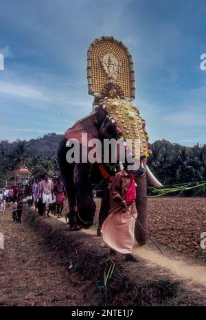 Elephant procession on a narrow rice field border, Pooram festival at ...