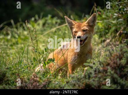 Red fox in Alberta forest landscape Stock Photo - Alamy
