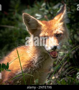 Red Fox in Alberta forest in winter Stock Photo - Alamy
