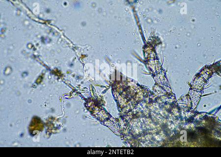 soil microorganisms including nematode, microarthropods, micro ...