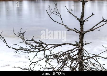 Dry withered pine tree branch on light ice background Stock Photo - Alamy